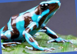 ¿Qué Comen Las Ranas? - AQUÍ lo descubrirás!!