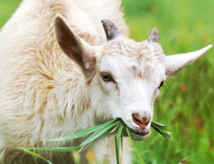 ¿Qué comen las cabras? - Aquí te lo contaremos