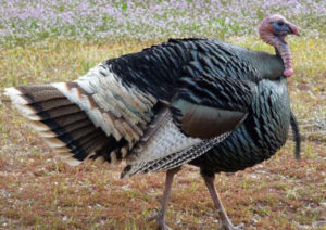 ¿Qué comen los pavos? - ¿Aún no lo sabes?