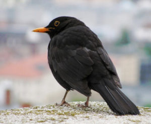 ¿Qué comen los tordos? - Descubre AQUÍ de qué se alimentan los tordos